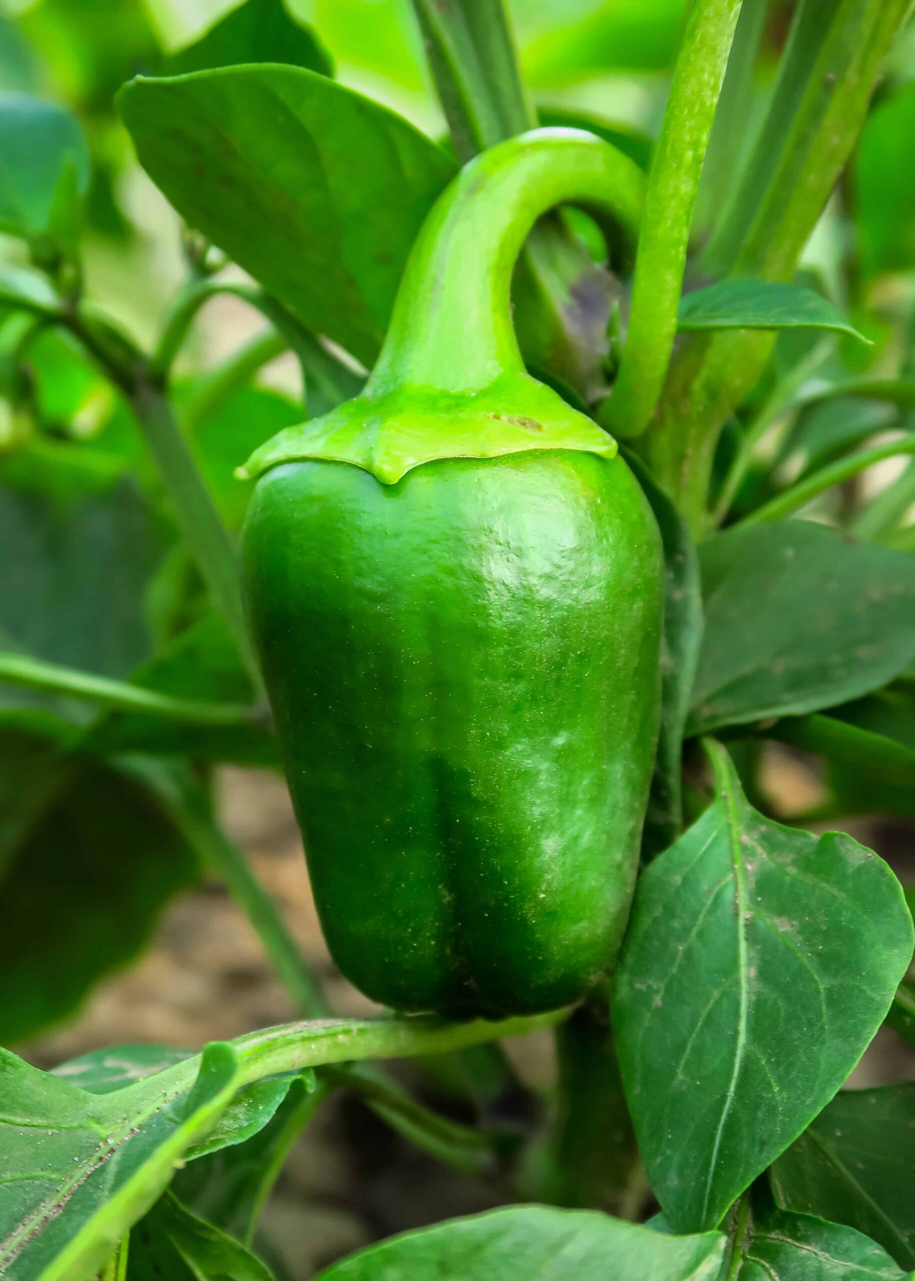 When To Pick Bell Peppers For Peak Ripeness - Grow Hot Peppers