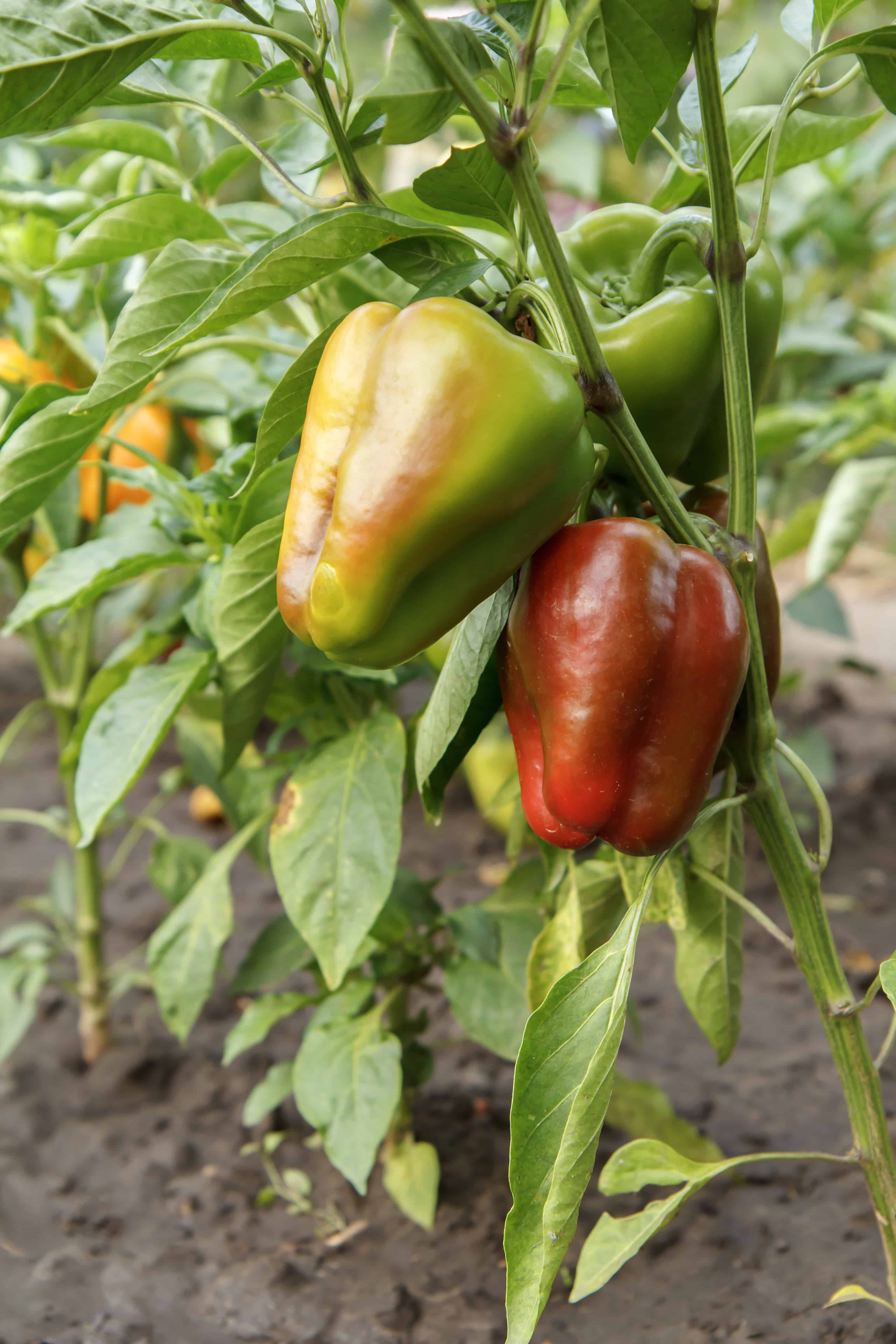 When To Pick Bell Peppers For Peak Ripeness - Grow Hot Peppers