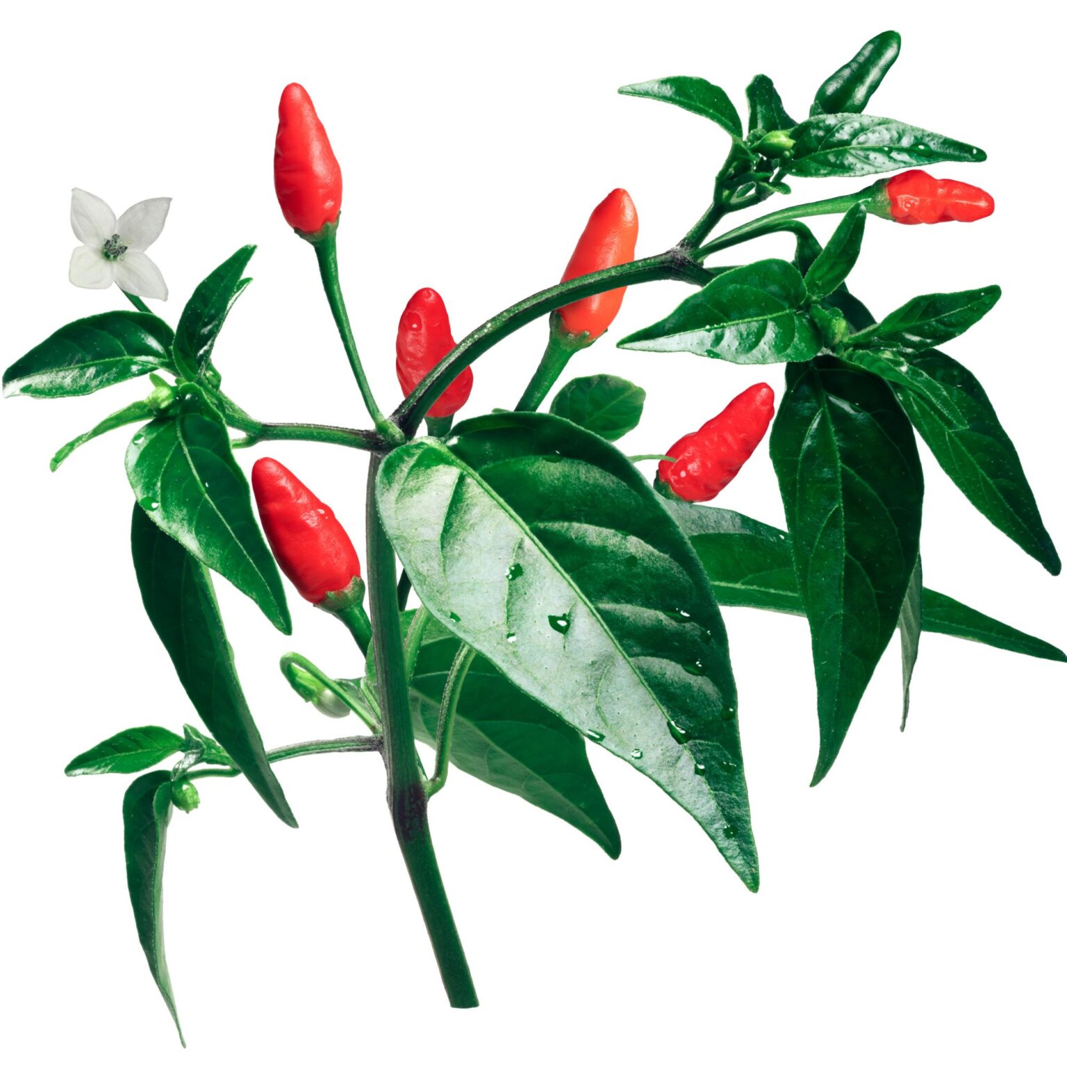 Pequin Pepper (Chile Piquin): A Tiny Red Pepper That's Big On Heat ...