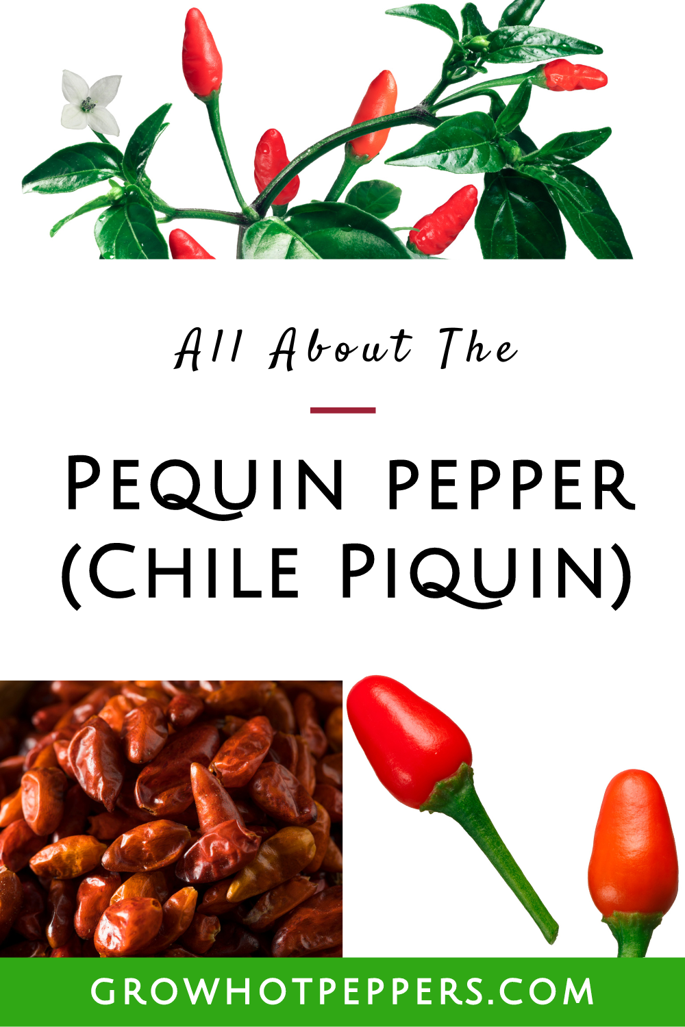 Pequin Pepper (Chile Piquin): A Tiny Red Pepper That's Big On Heat ...