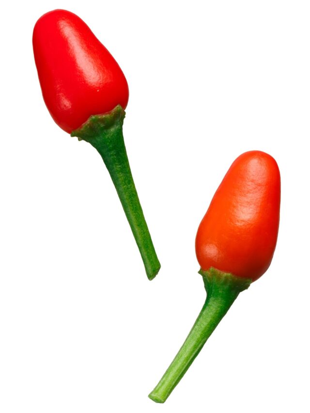 Pequin Pepper (Chile Piquin): A Tiny Red Pepper That's Big On Heat ...