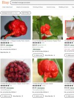 Trinidad Moruga Scorpion: Scoville, Seeds & Pepper Grow Guide - Grow ...