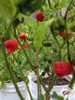 Trinidad Moruga Scorpion: Scoville, Seeds & Pepper Grow Guide - Grow ...