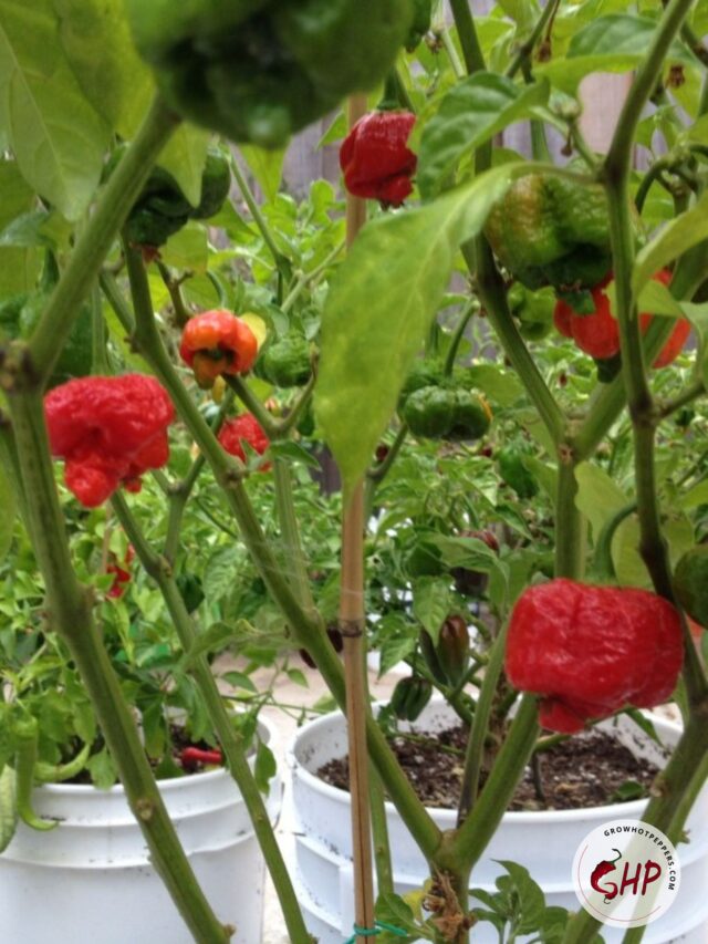 Trinidad Moruga Scorpion: Scoville, Seeds & Pepper Grow Guide - Grow ...