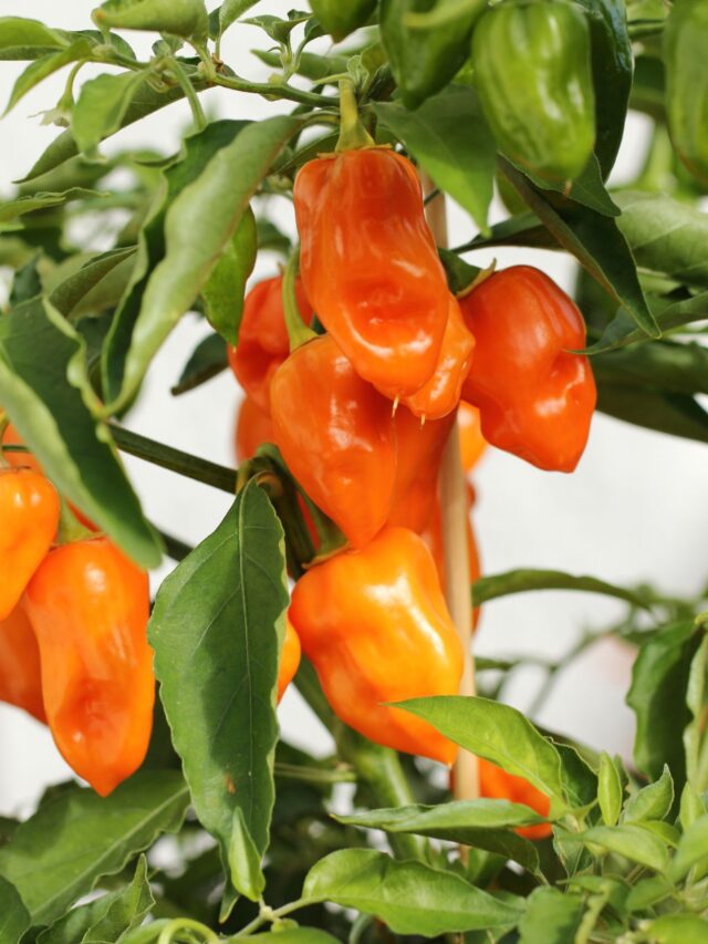 How To Grow Habanero Pepper Plants In Pots: 3 Best Options Explained - Grow Hot Peppers