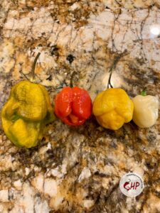 Trinidad Moruga Scorpion: Scoville, Seeds & Pepper Grow Guide - Grow ...