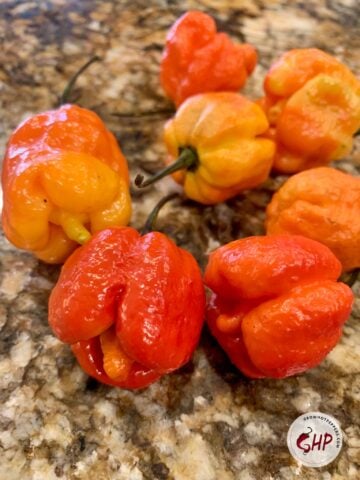 Trinidad Moruga Scorpion: Scoville, Seeds & Pepper Grow Guide - Grow ...