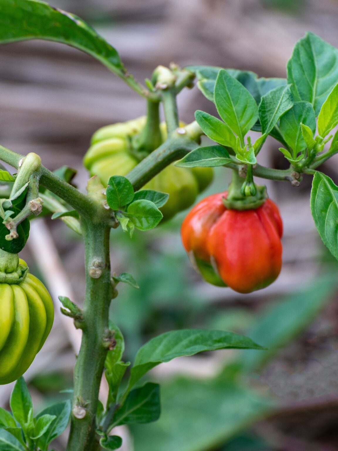 What Is A Scotch Bonnet Pepper? - Grow Hot Peppers