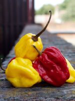 What Is A Scotch Bonnet Pepper? - Grow Hot Peppers
