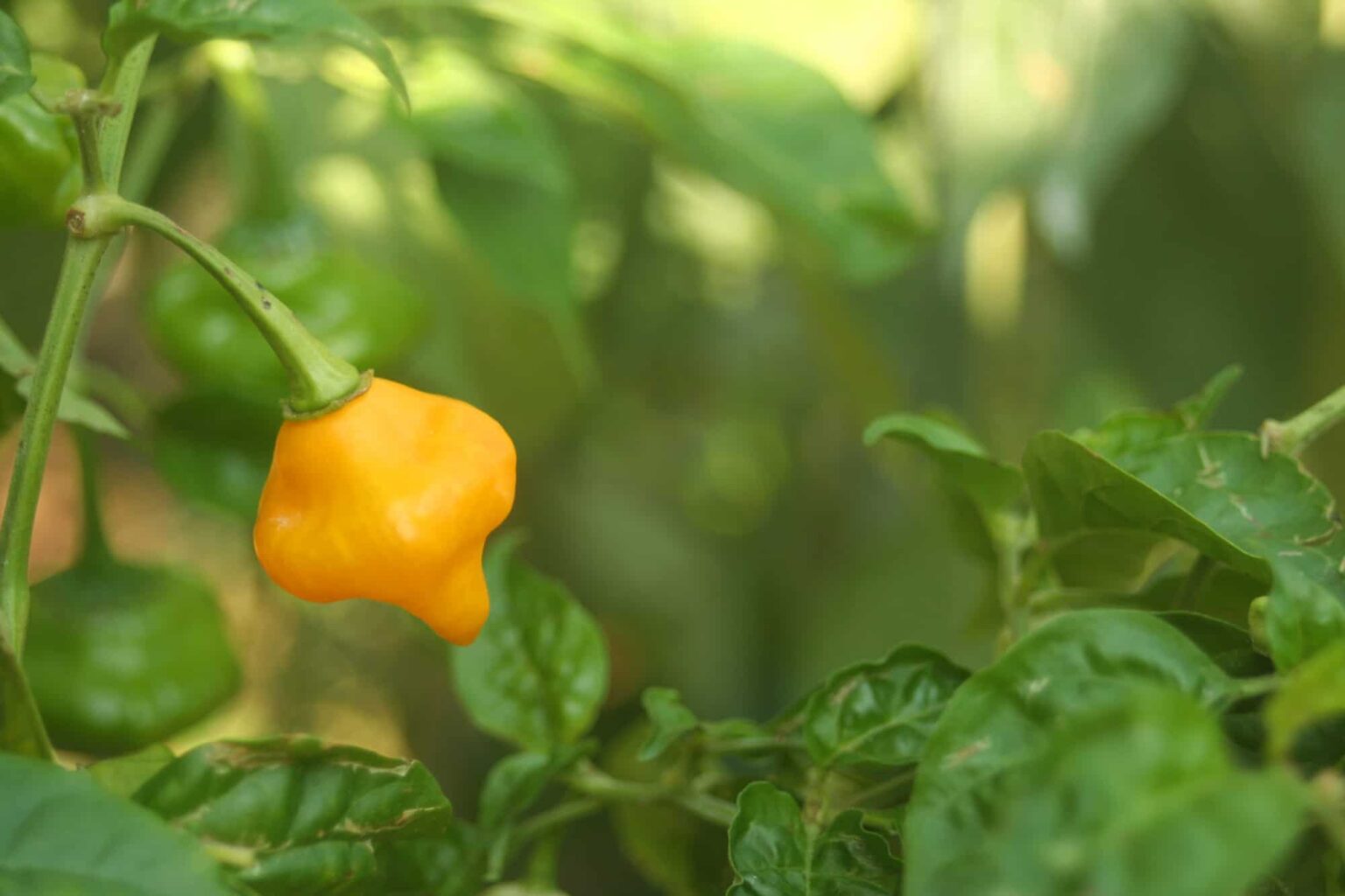What Is A Scotch Bonnet Pepper? - Grow Hot Peppers