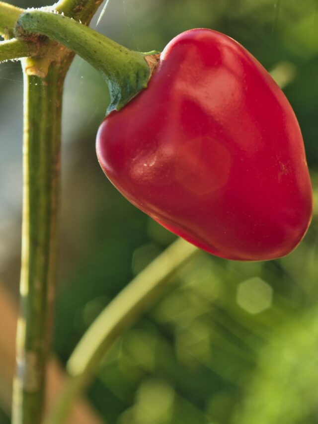 Pimento Peppers (Pimiento Peppers): A Definitive Guide To This Heart ...