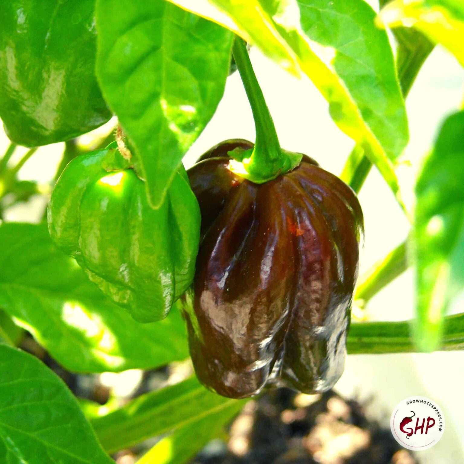 Habanero Pepper 101: Here's What You Want To Know (+ Easy Habanero Salsa Recipe) - Grow Hot Peppers