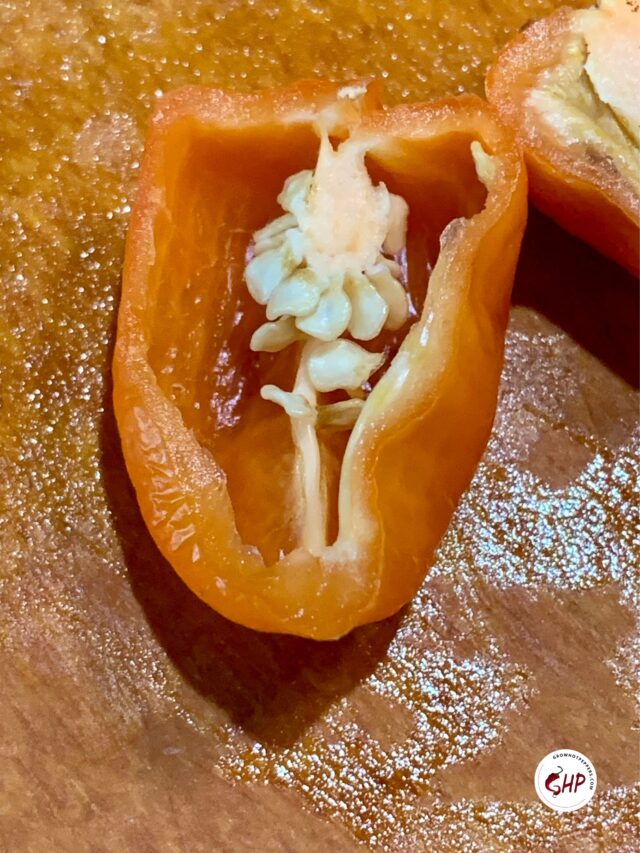 Habanero Pepper 101: Here's What You Want To Know (+ Easy Habanero Salsa Recipe) - Grow Hot Peppers