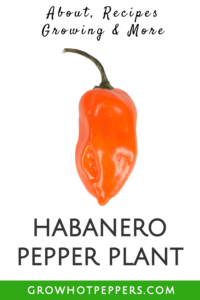 Habanero Pepper 101: Here's What You Want To Know (+ Easy Habanero ...