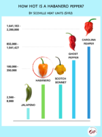 Habanero Pepper 101: Here's What You Want To Know (+ Easy Habanero ...