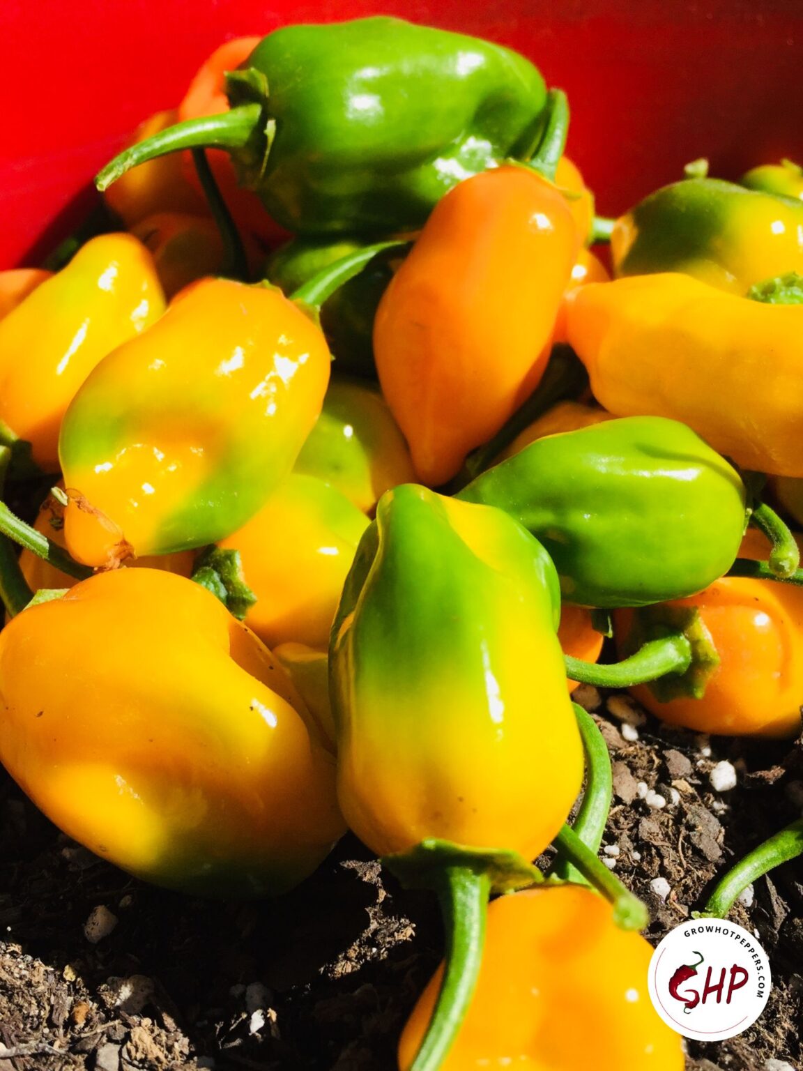 When To Pick Habaneros + 3 Best Ways To Store Peppers - Grow Hot Peppers