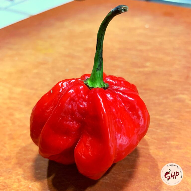 Habanero Pepper 101: Here's What You Want To Know (+ Easy Habanero Salsa Recipe) - Grow Hot Peppers