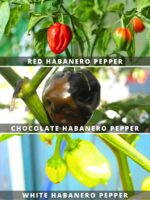 Habanero Pepper 101: Here's What You Want To Know (+ Easy Habanero ...