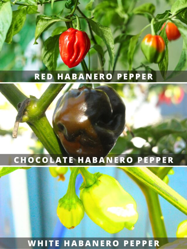 Habanero Pepper 101: Here's What You Want To Know (+ Easy Habanero ...