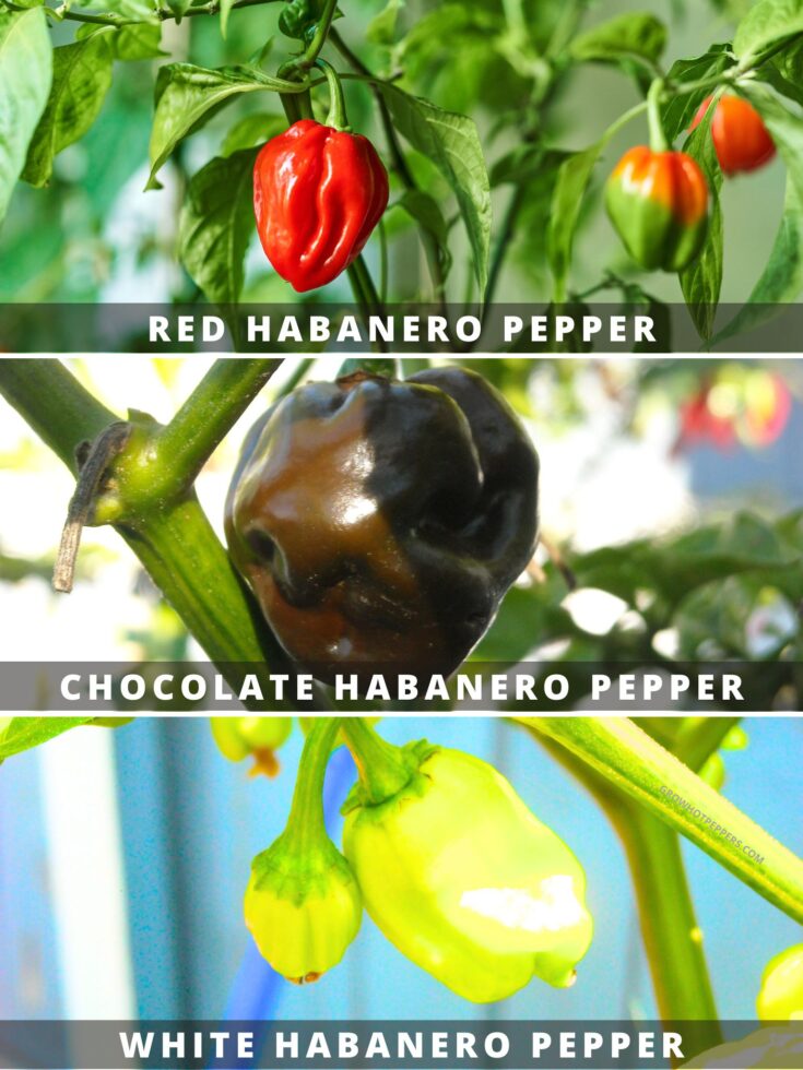 Habanero Pepper 101: Here's What You Want To Know (+ Easy Habanero ...