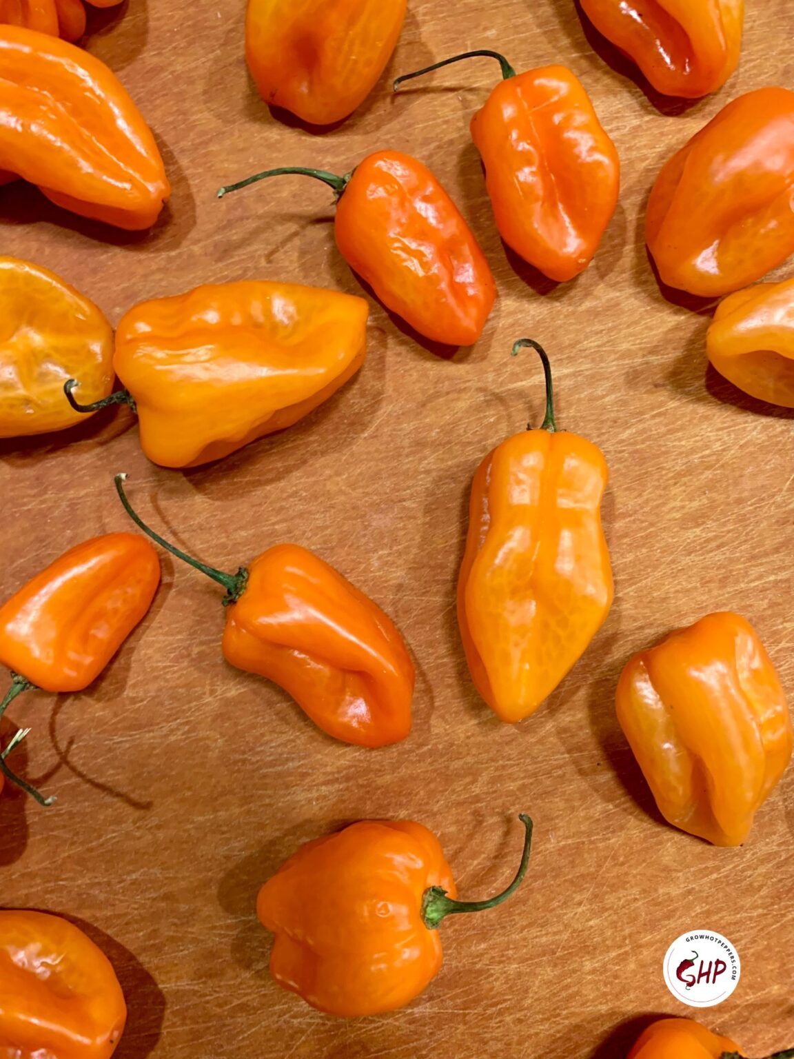 Habanero Pepper 101: Here's What You Want To Know (+ Easy Habanero Salsa Recipe) - Grow Hot Peppers