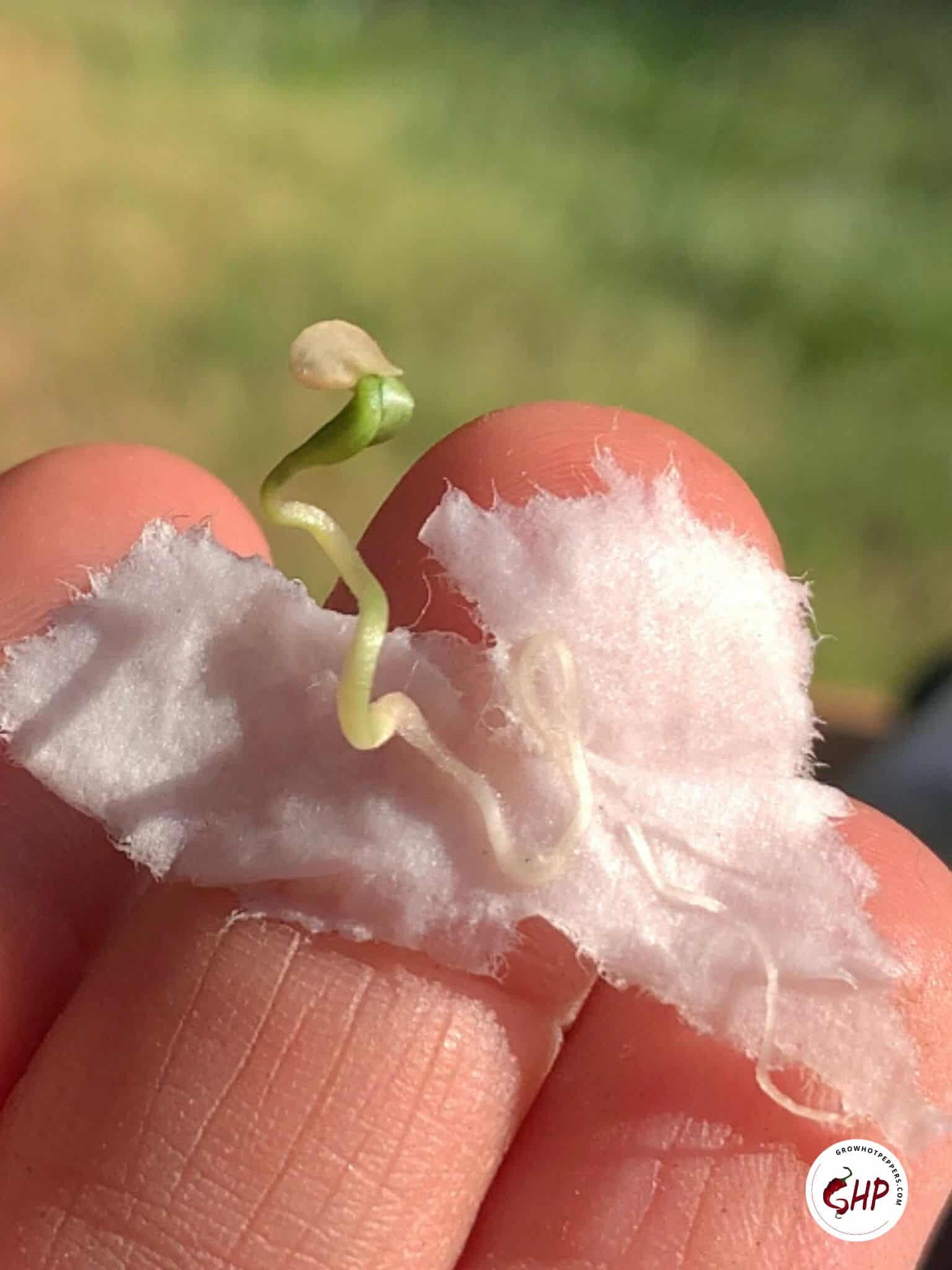 Germinating Pepper Seeds: 3 Tricks To Get Them To Sprout | Grow Hot Peppers