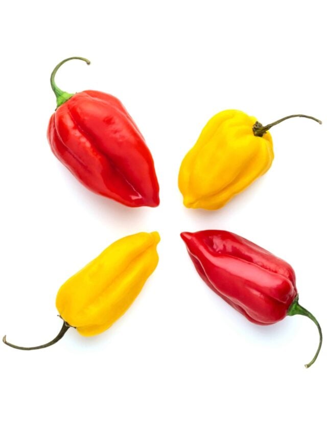 Types Of Habaneros - Grow Hot Peppers