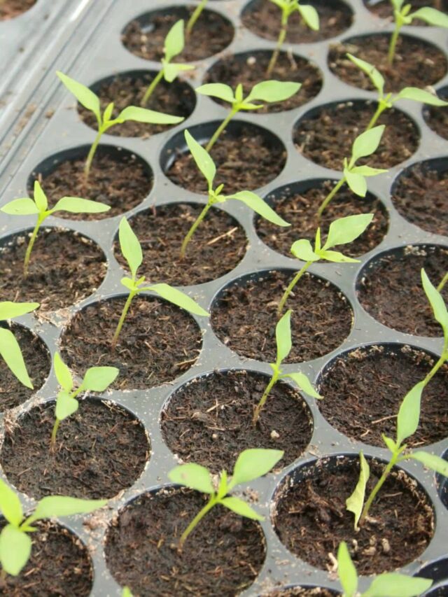 Germinating Pepper Seeds: 3 Tricks To Get Them To Sprout | Grow Hot Peppers