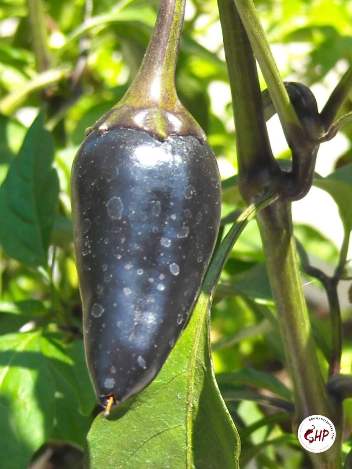 Jalapeno Scoville: About Heat + 7 Easy Hacks For Growing Spicier ...