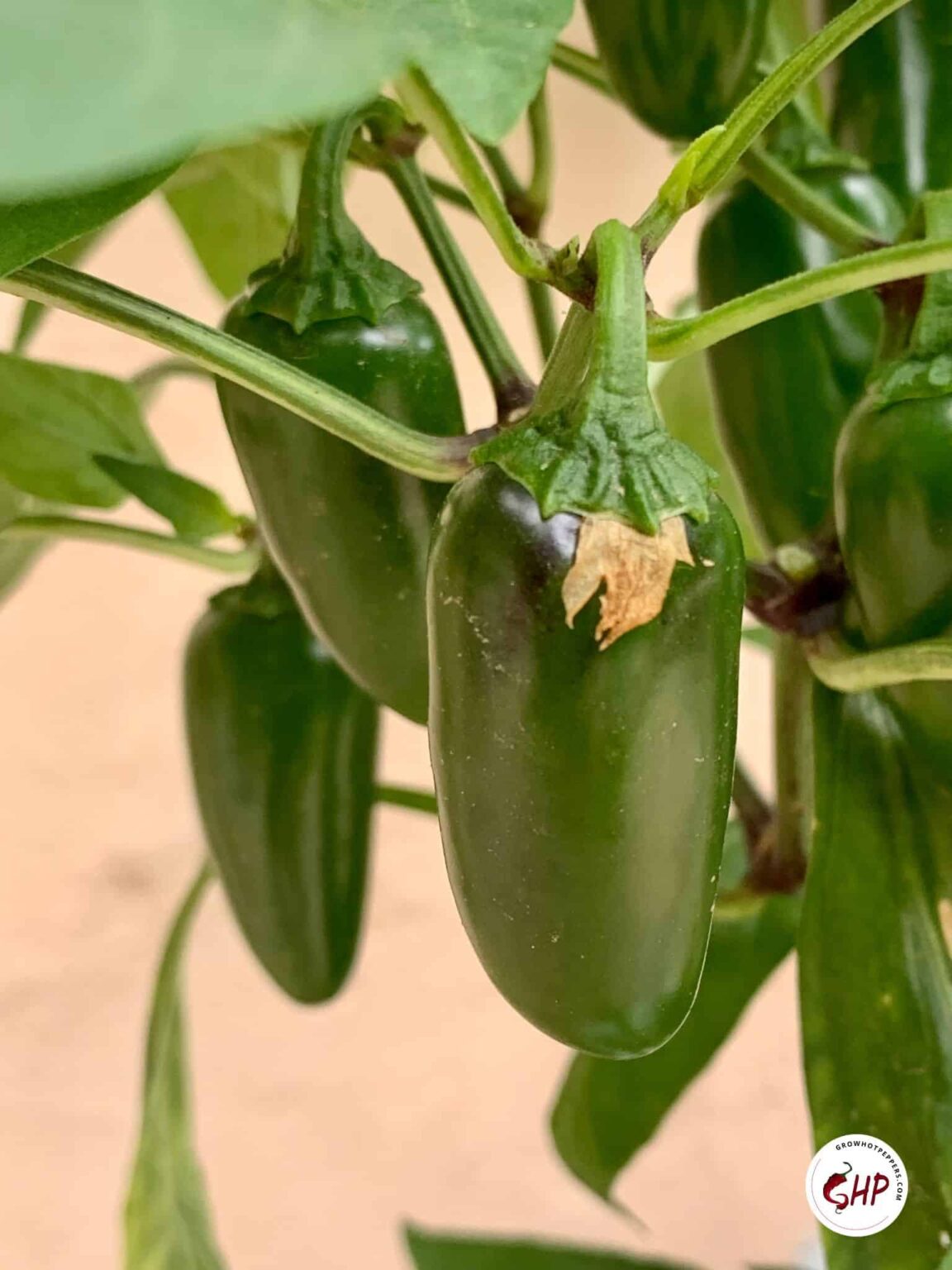 23 Mexican Chiles You're Definitely Going To Want To Eat (and Grow ...