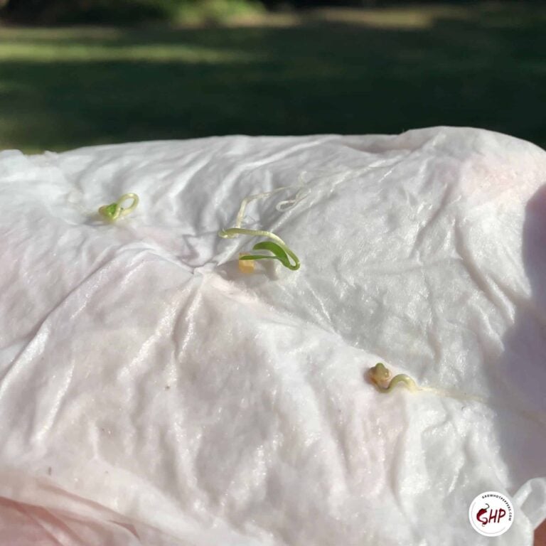 Germinating Pepper Seeds: 3 Tricks To Get Them To Sprout | Grow Hot Peppers