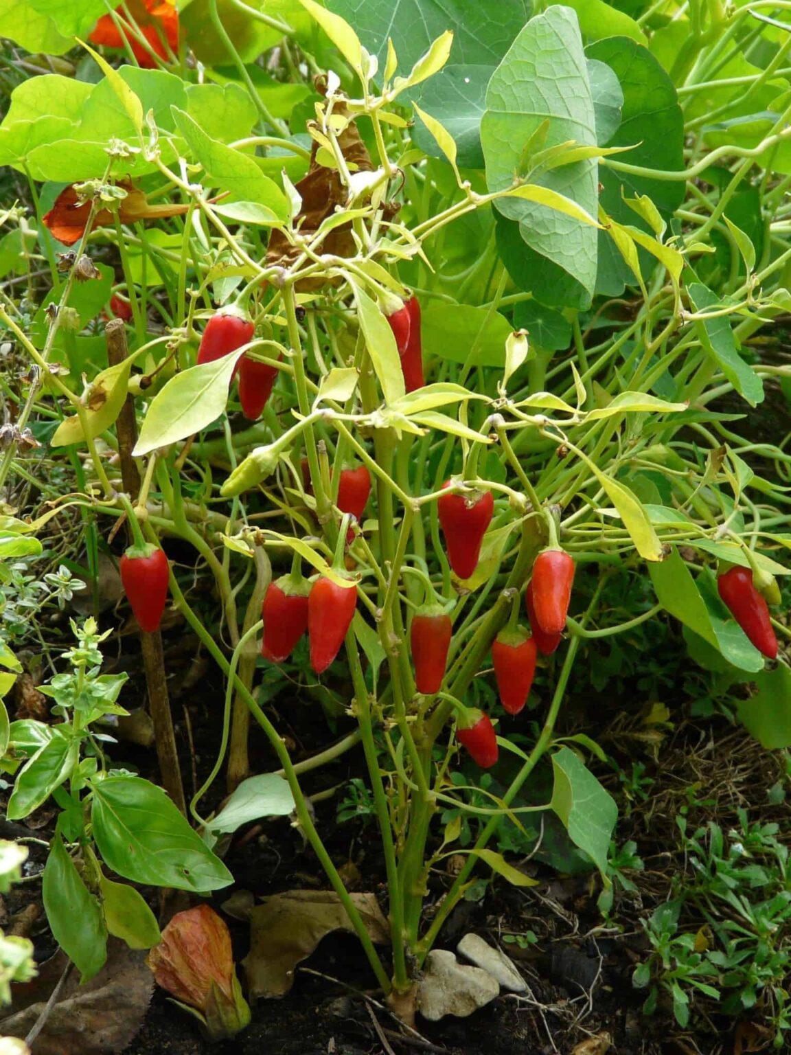 Watering Peppers & How To Bottom Water Plants Without Fail (+ Printout ...