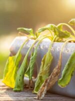 Watering Peppers & How To Bottom Water Plants Without Fail (+ Printout ...