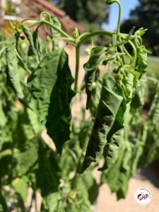 Watering Peppers & How To Bottom Water Plants Without Fail (+ Printout ...