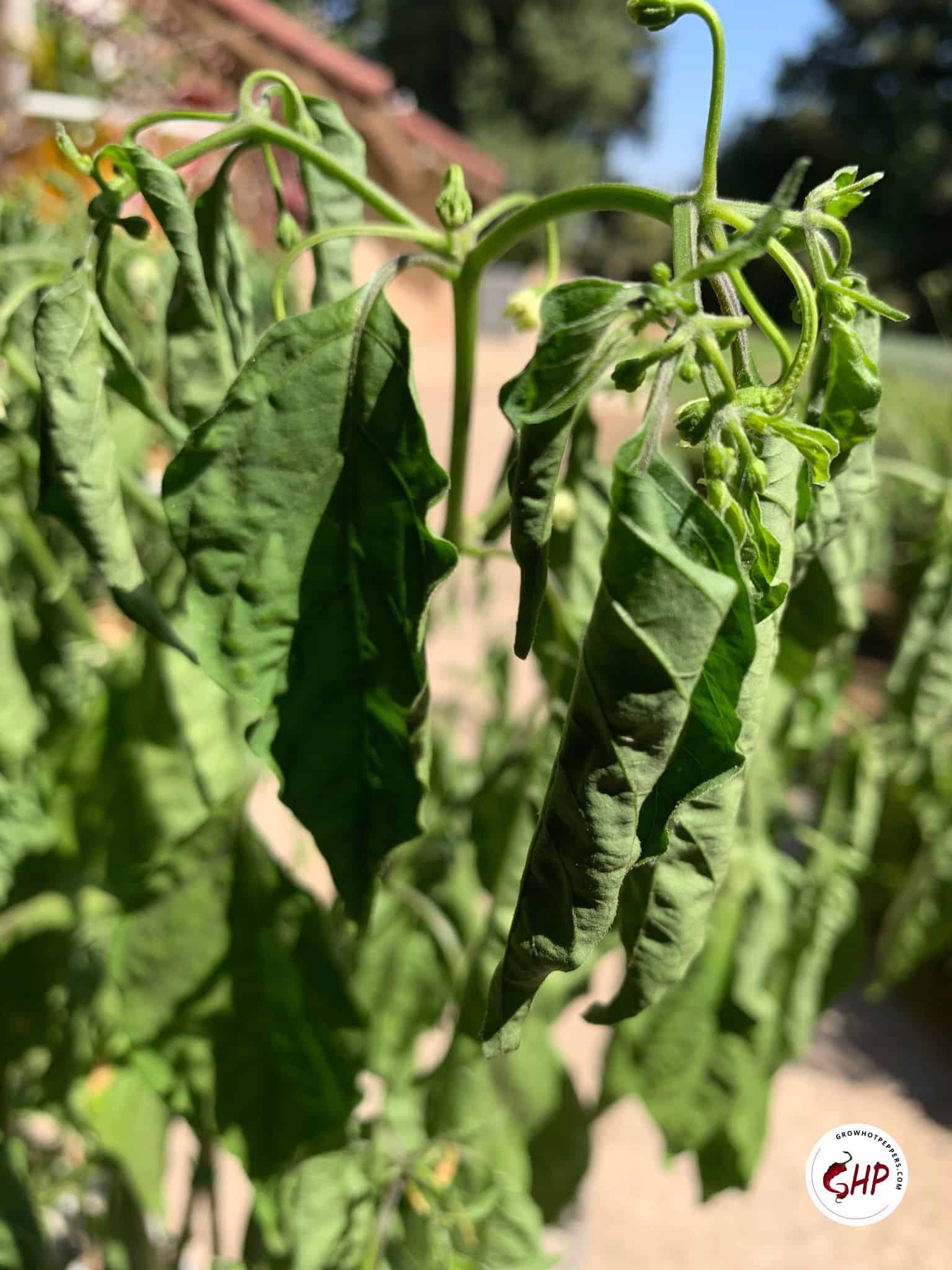 Watering Peppers & How To Bottom Water Plants Without Fail (+ Printout ...