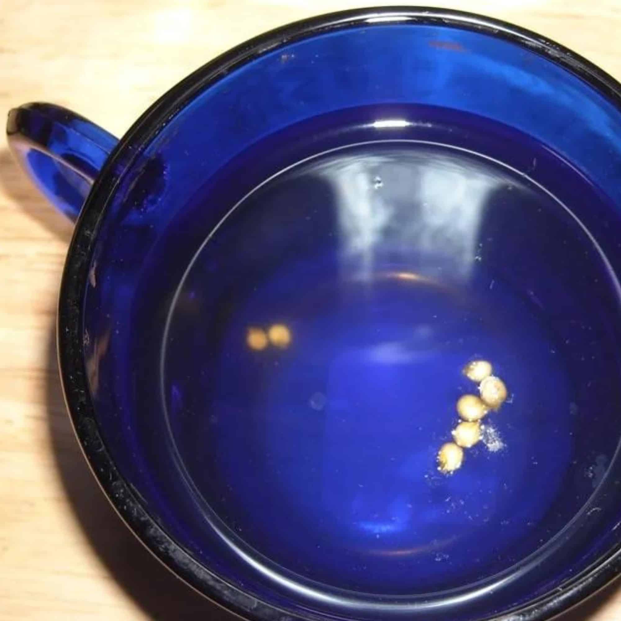 Germinating Pepper Seeds: 3 Tricks To Get Them To Sprout | Grow Hot Peppers