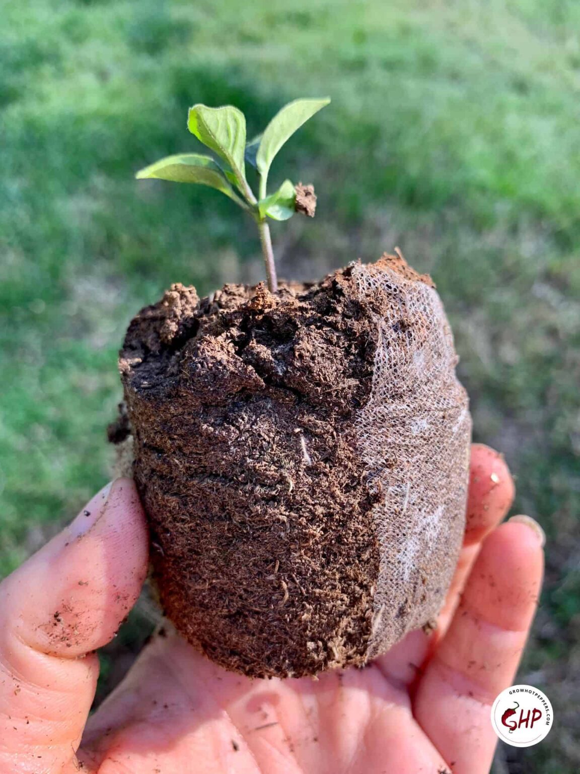 When To Plant Peppers: 11 Best Garden Zones For Chiles (+ Seed Planting ...