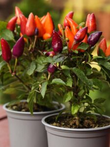 Watering Peppers & How To Bottom Water Plants Without Fail (+ Printout ...