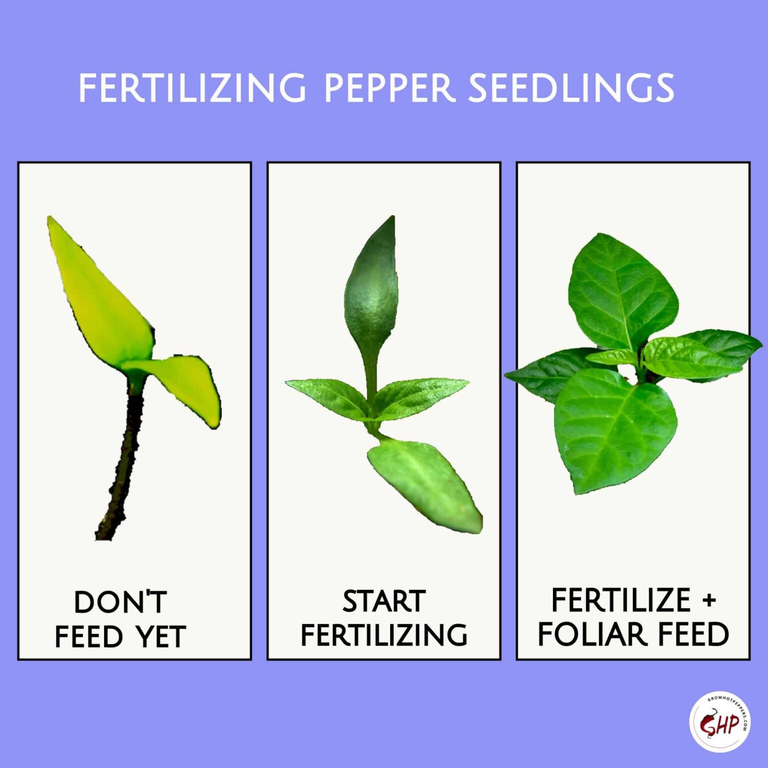 Cayenne Pepper Plant: A 7 Step Visual Guide To Growing Cayennes In Pots ...