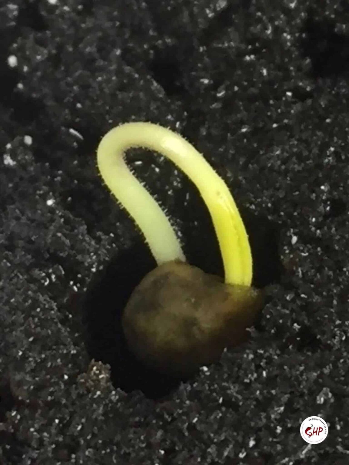 Growing Peppers From Seed To Harvest: The Ultimate 11 Step Guide (2025 ...