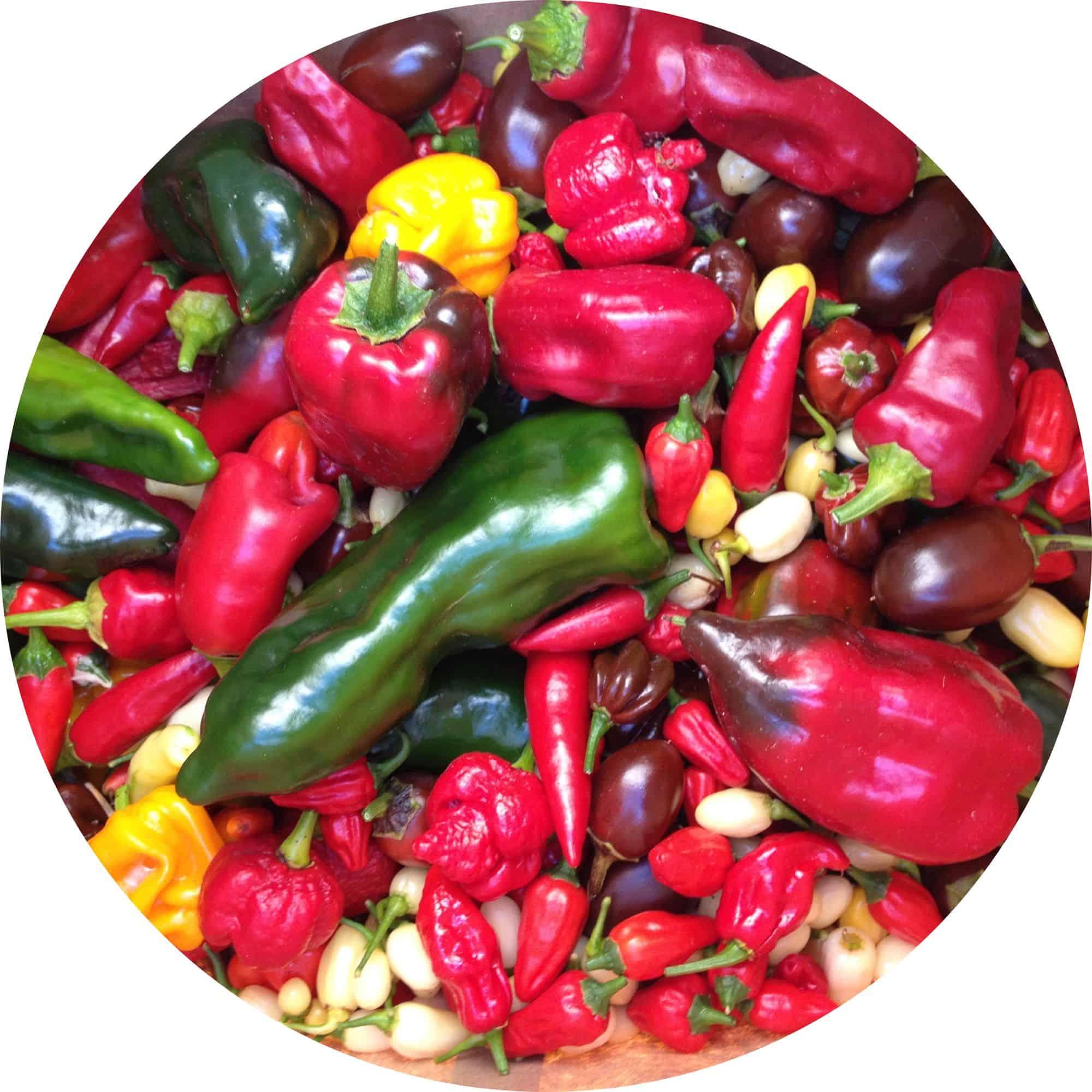 Growing Peppers In Containers From Start To Finish - Grow Hot Peppers