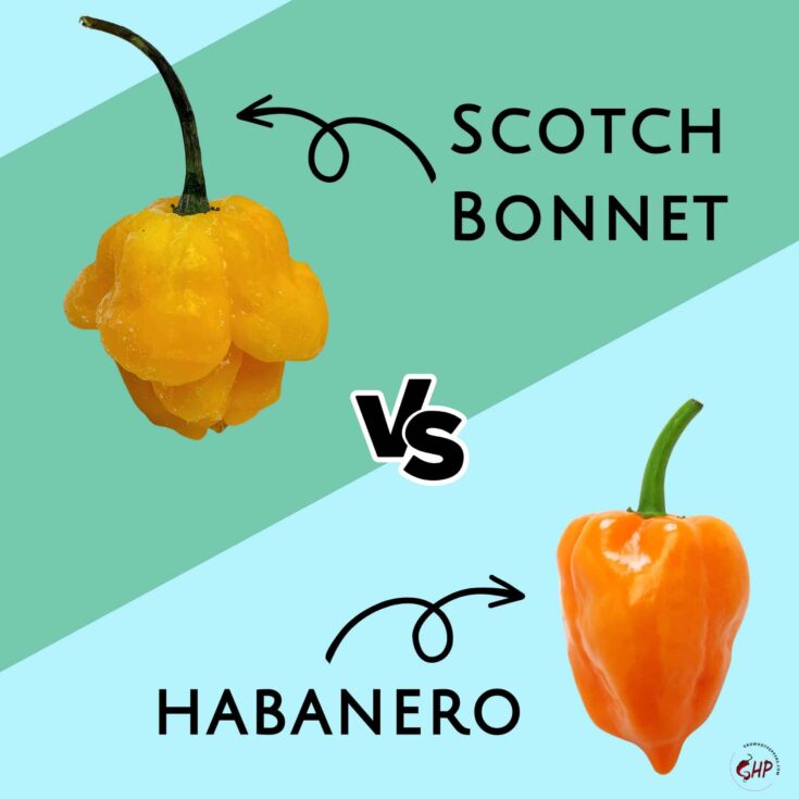 Scotch Bonnet Vs Habanero: Revealing 3 Key Differences In This Spicy ...