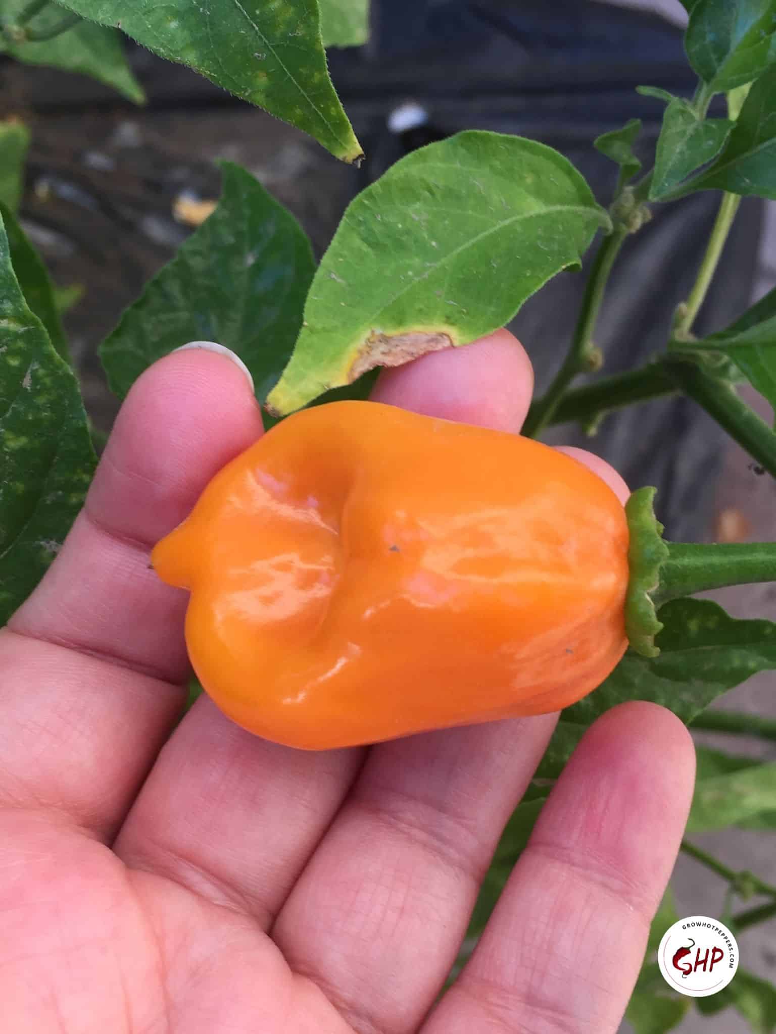 When To Pick Habaneros + 3 Best Ways To Store Peppers - Grow Hot Peppers