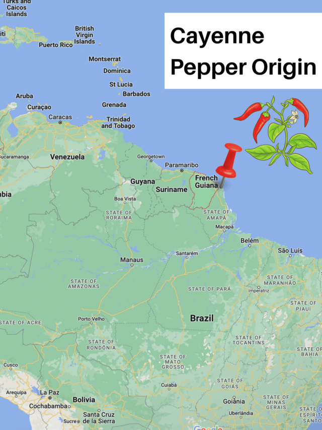 Cayenne Pepper Plant: A 7 Step Visual Guide To Growing Cayennes In Pots ...