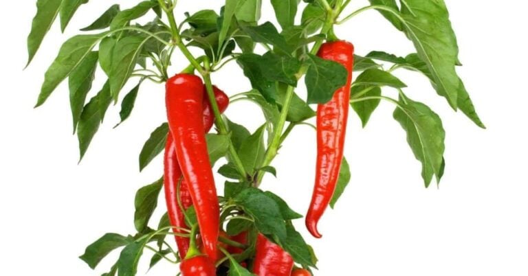 Types Of Chili Peppers To Grow In Pots - Grow Hot Peppers