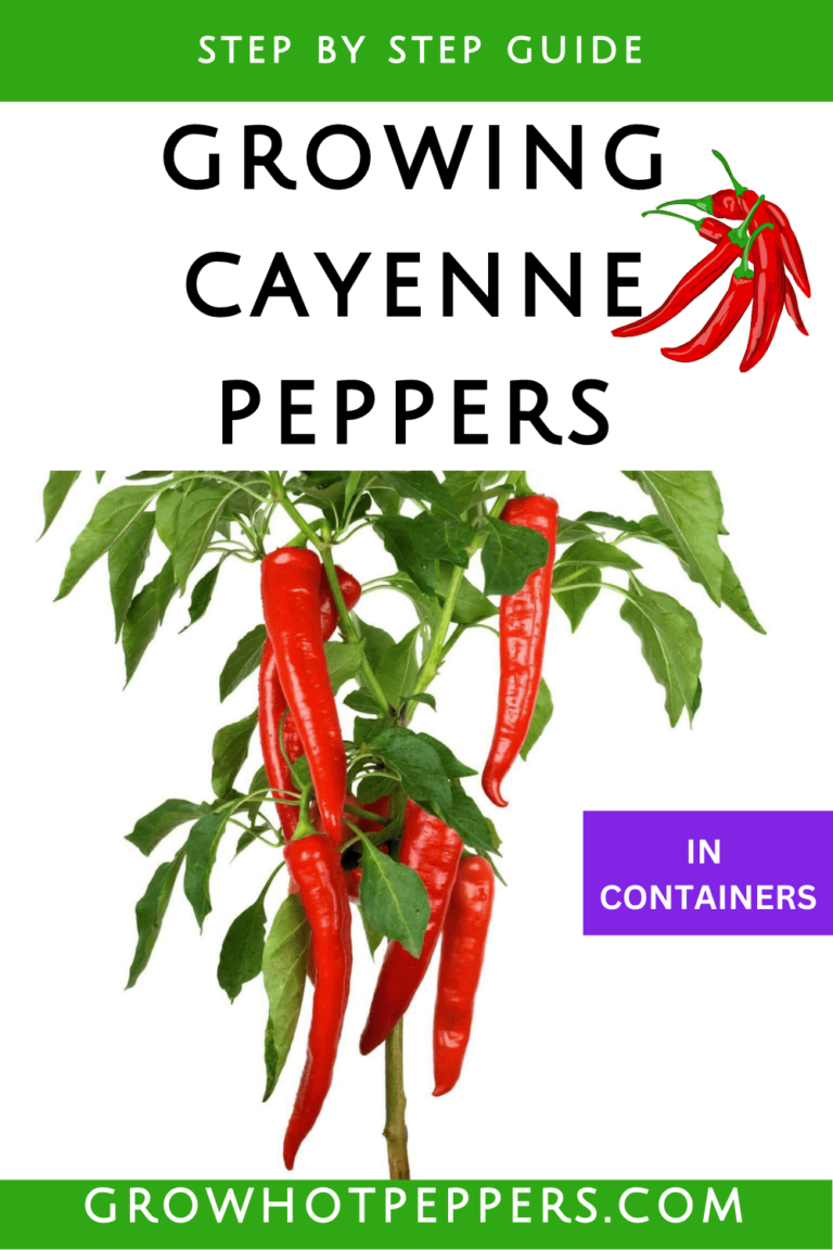 Cayenne Pepper Plant: A 7 Step Visual Guide To Growing Cayennes In Pots ...