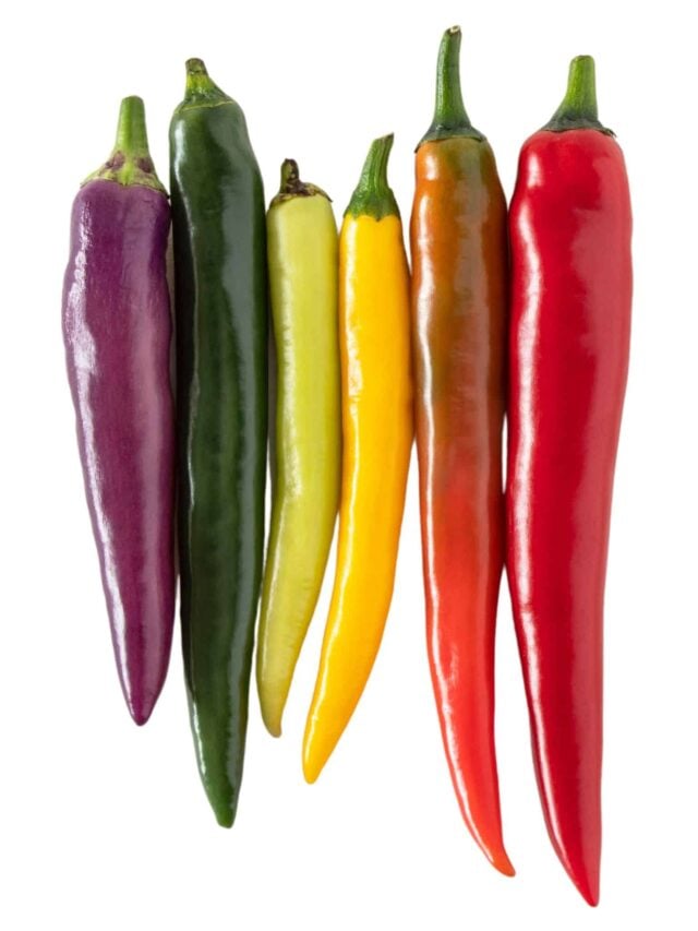 Cayenne Pepper Plant: A 7 Step Visual Guide To Growing Cayennes In Pots ...