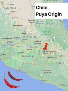 Chile Puya 101: About This Deliciously Spicy Mexican Pepper (+ How To ...