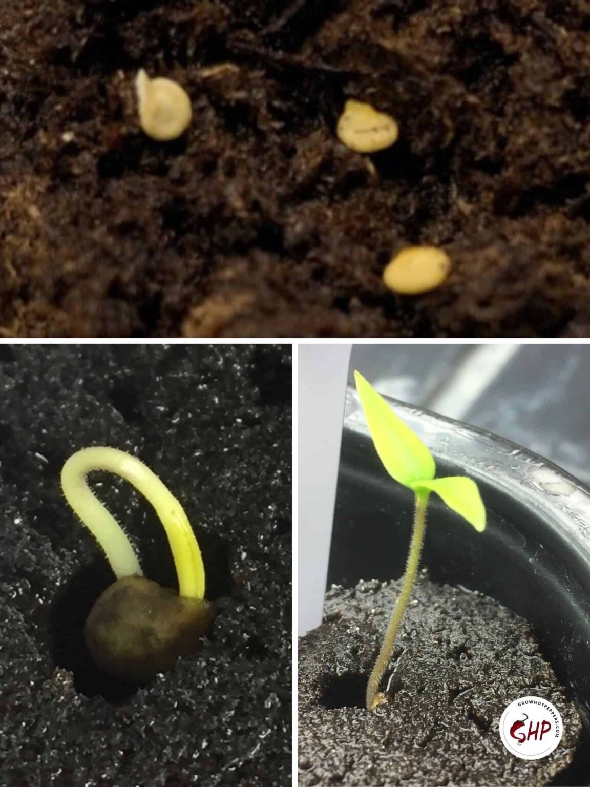 How To Care For Pepper Seedlings After Seeds Sprout (2025) - Grow Hot ...