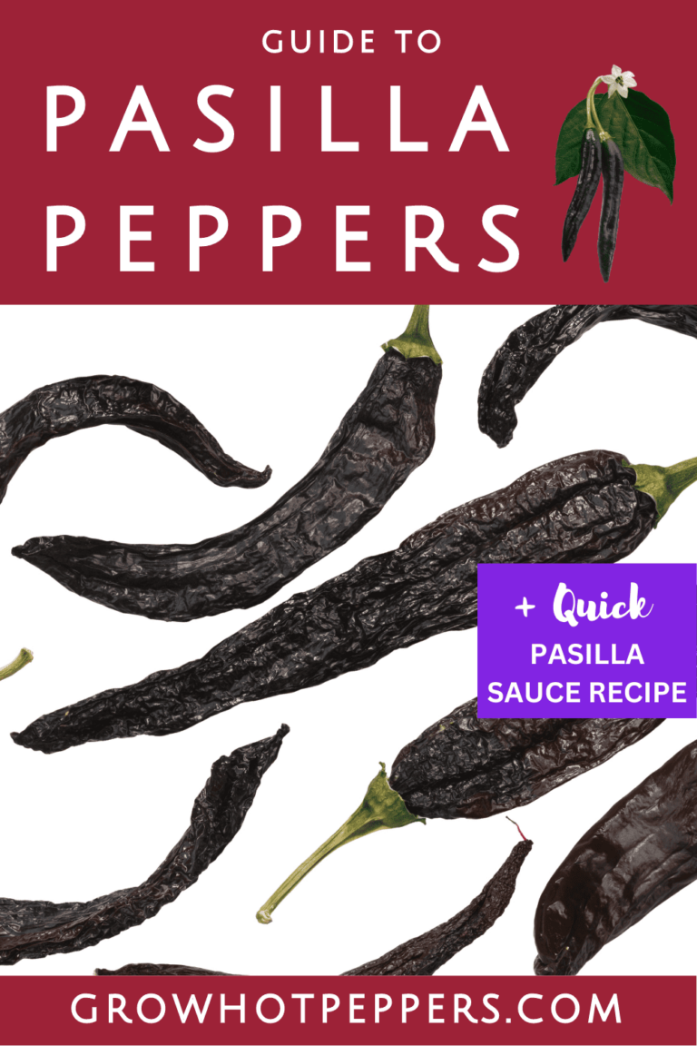 Chile Pasilla: About The Delicious "Little Raisin" Pepper + 7 Step ...